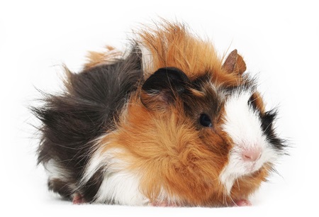 Morče rozetové | Granule pro psy, pelíšky pro psy, oblečky | Zvěrokruh