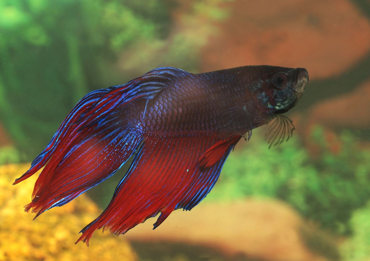 Bojovnice Beta samec XL | Granule pro psy, pelíšky pro psy, oblečky ...