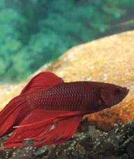 Akvarijní ryby - cichlidy, labyrintky, parmičky, skaláry, sumečci a ...